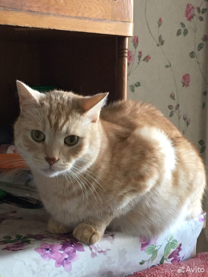 Отдам кота в добрые руки