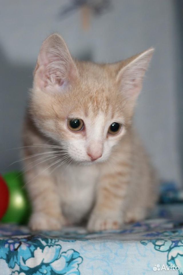 Рыжий (персиковый) котенок мальчик в дар