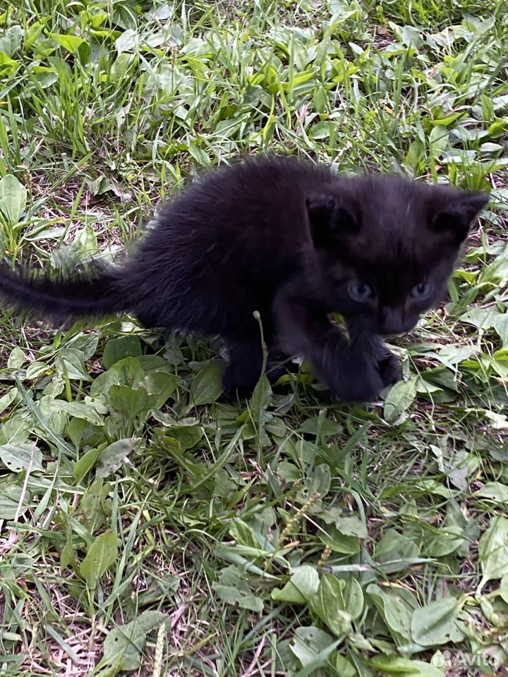 Отдадим чёрного котёнка
