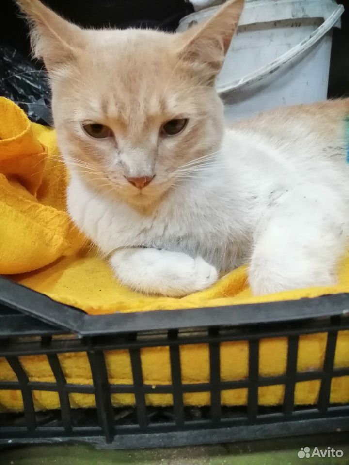 Кот