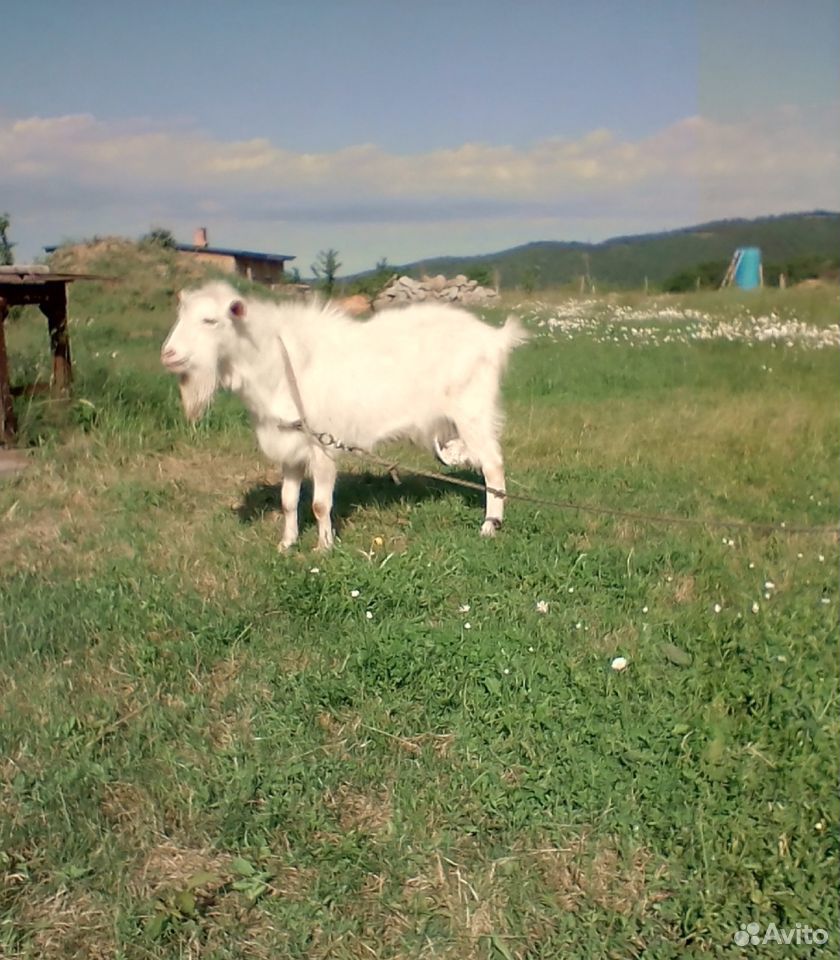 Заанненский козёл на случку