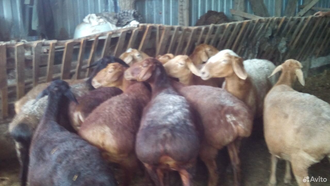 Гиссары. Гиссарские овцы