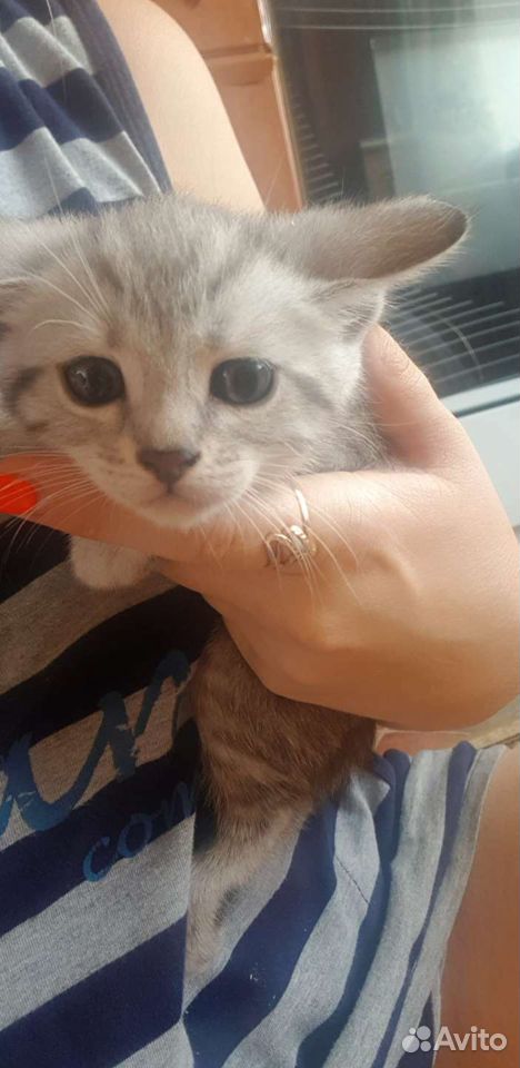 Кошка