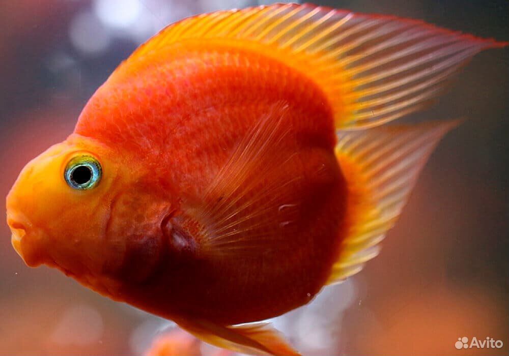 Рыба Цихлида аквариум