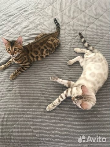 Бенгальские котята
