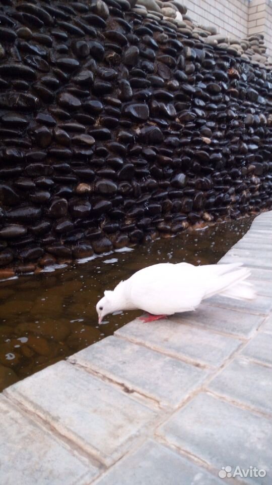 Свадебный голубь