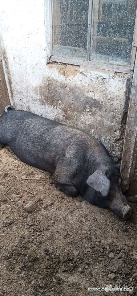 Хряк 1.8 года