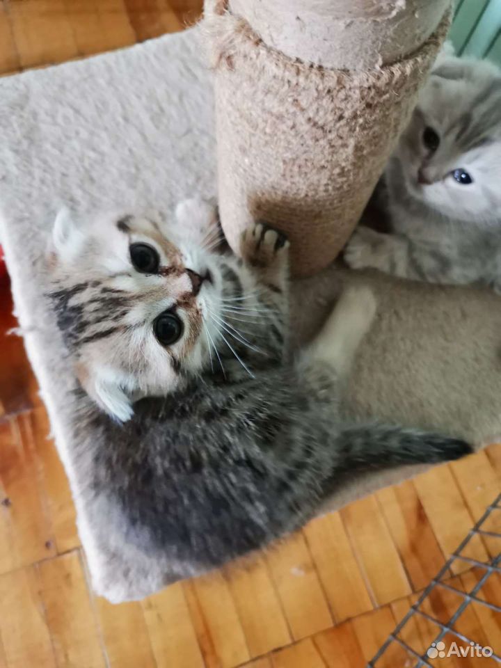 Шотландские котята