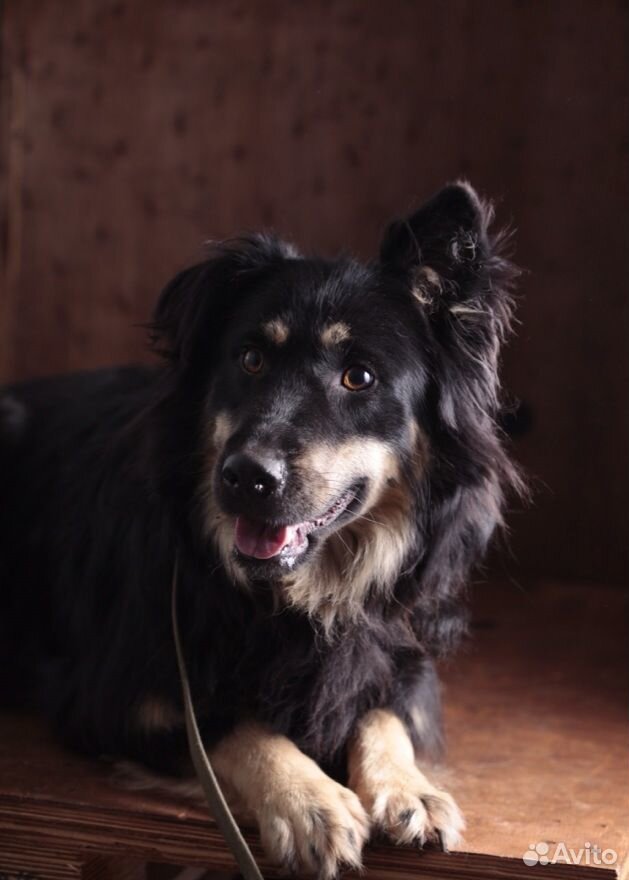 Ласковая Вэнди, собака в добрые руки