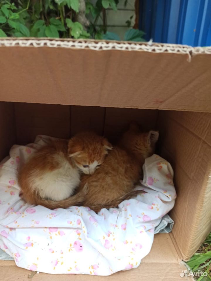 Котята очень нуждаются в доме