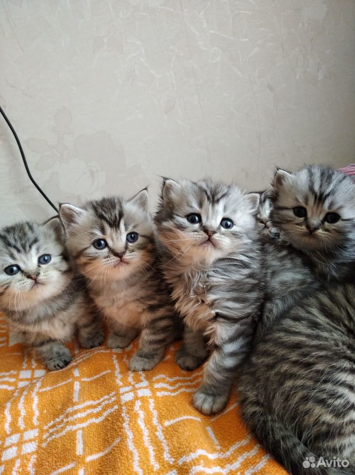 Продам котят шотландской породы