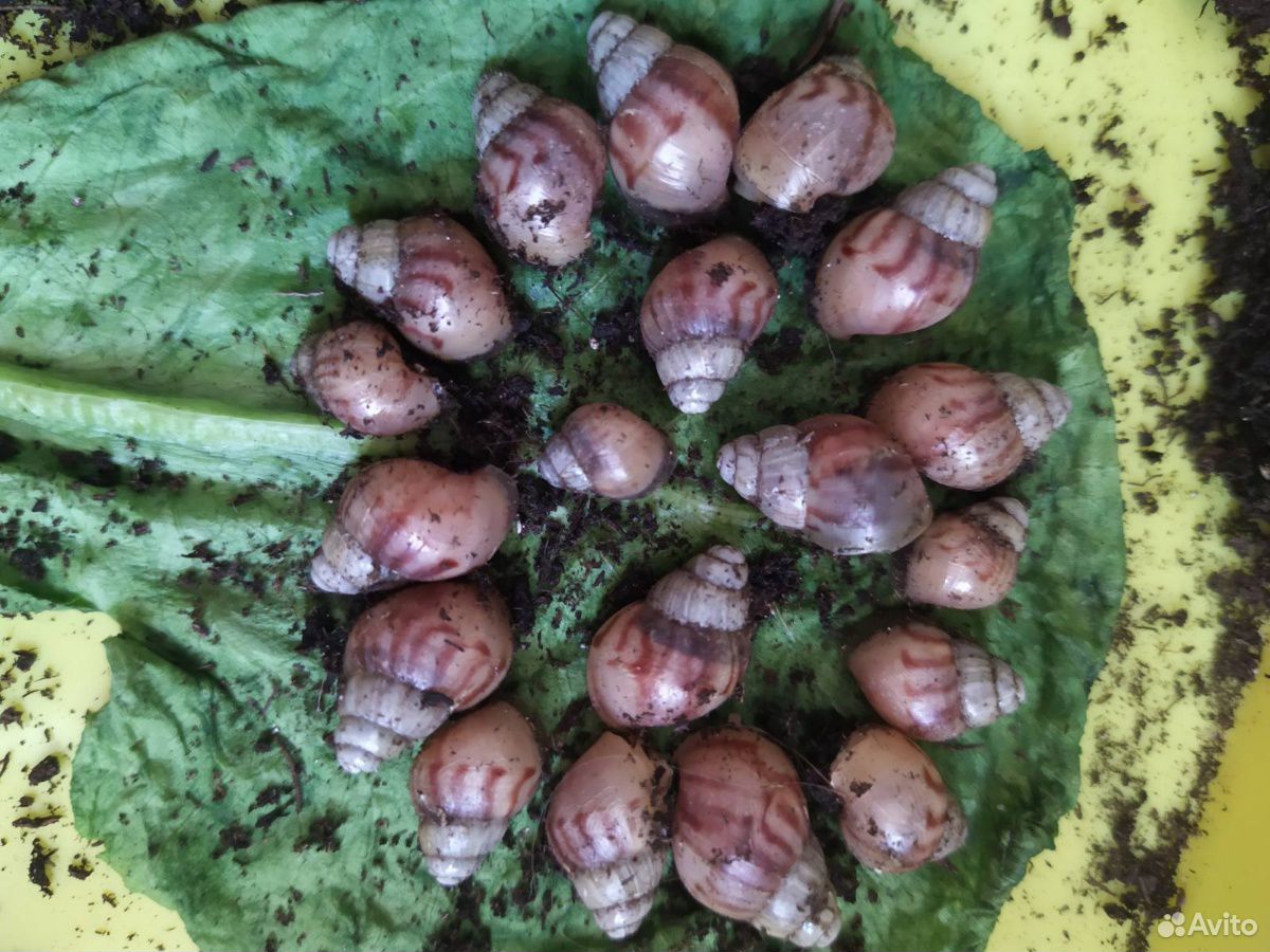 Улитки ахатинки