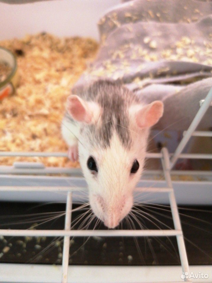 Крысы девочки в хорошие руки