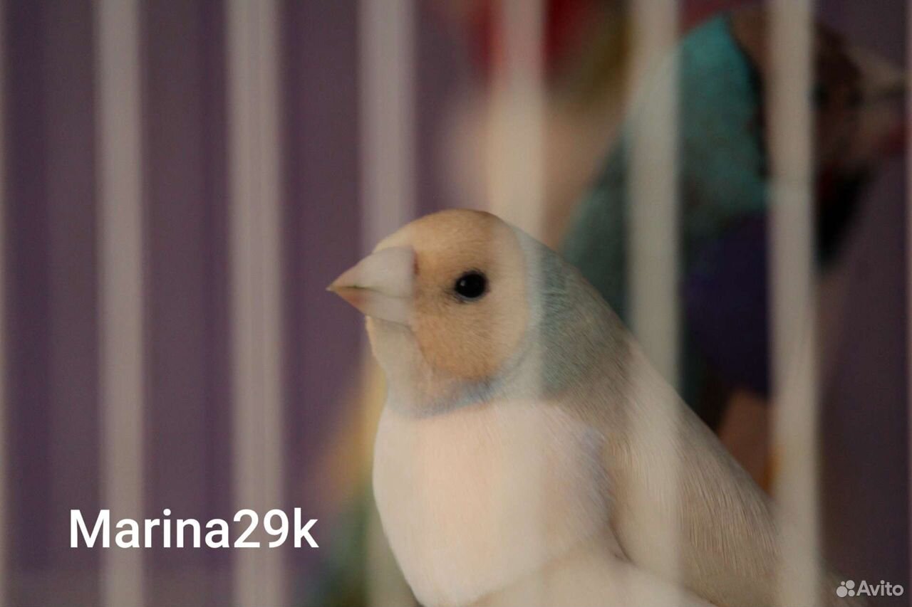 Амадина гульда. Серебро, желтые и пастель