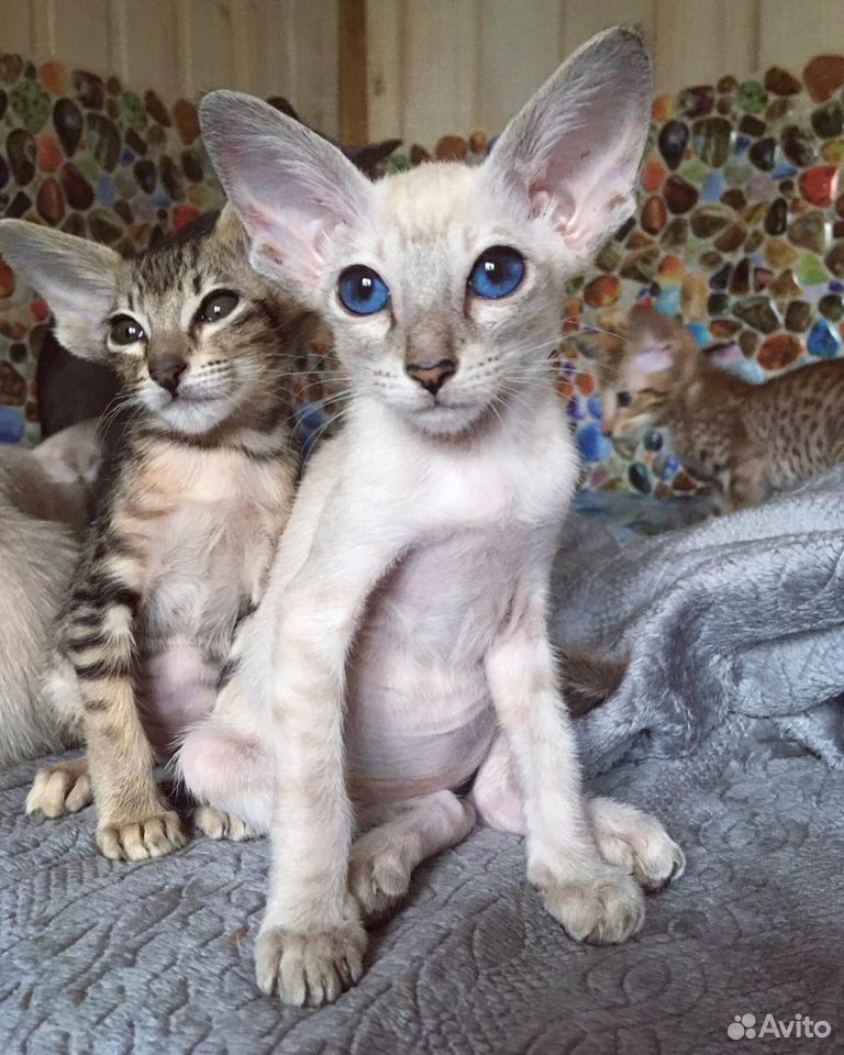 Голубоглазые девчонки