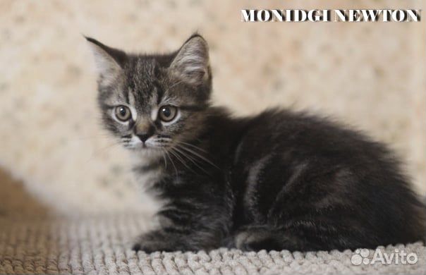 Милые котята на супер коротких лапках