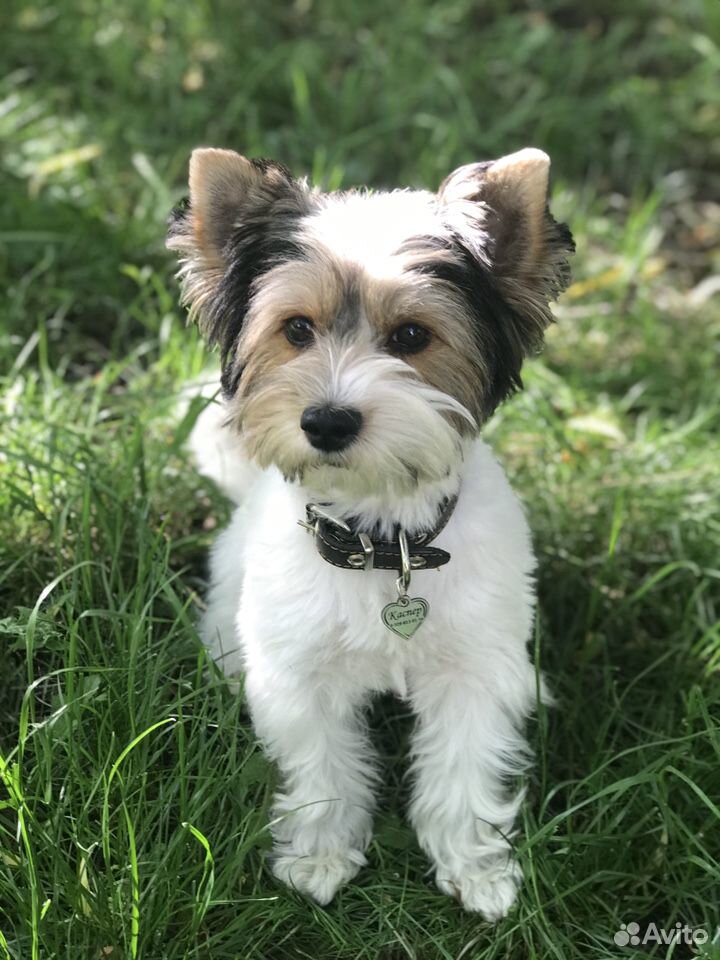 Вязка Бивер. Кобель