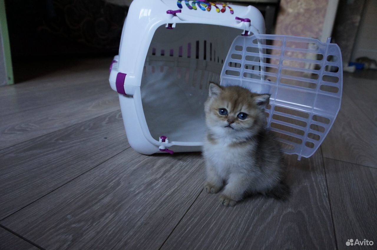 Золотой Красавчик