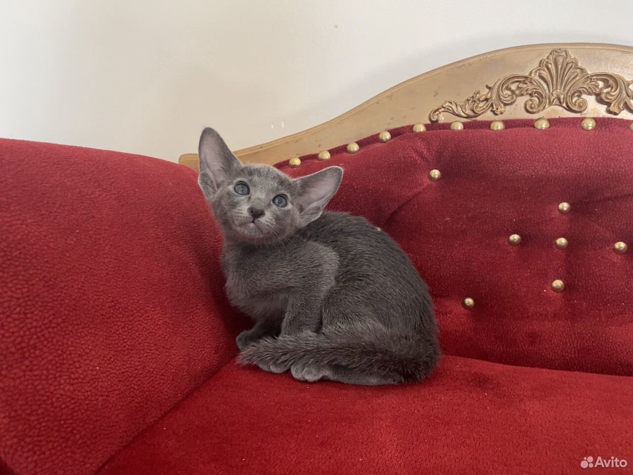 Ориентальная голубая кошечка