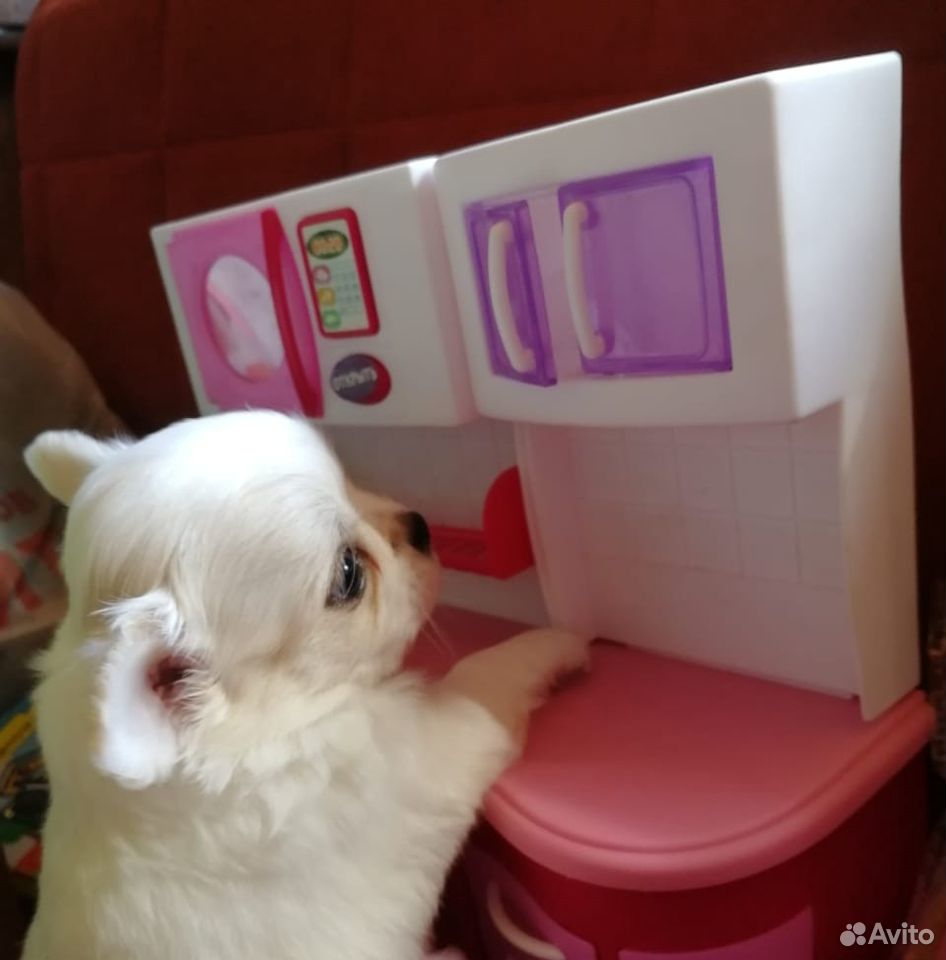 Белоснежик ищет семью