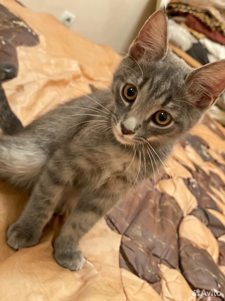 Отдам в добрые руки котика Беляша