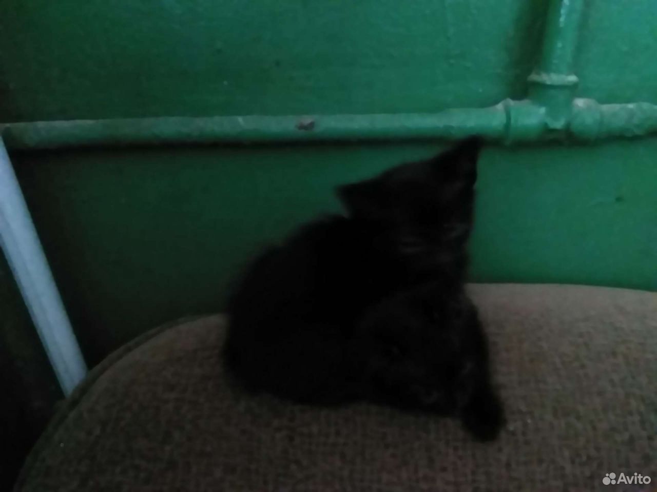 Котята Чернушки девочка и мальчик 2 месяца