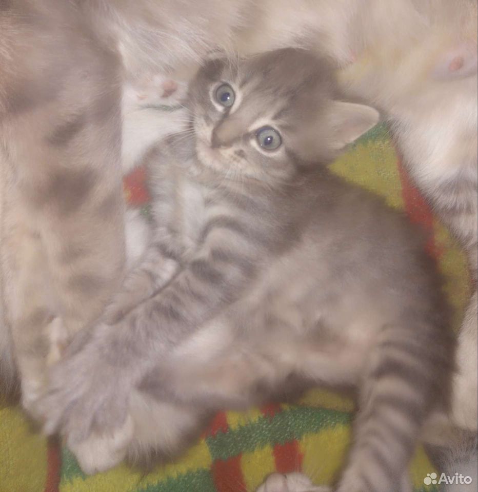 Кошка