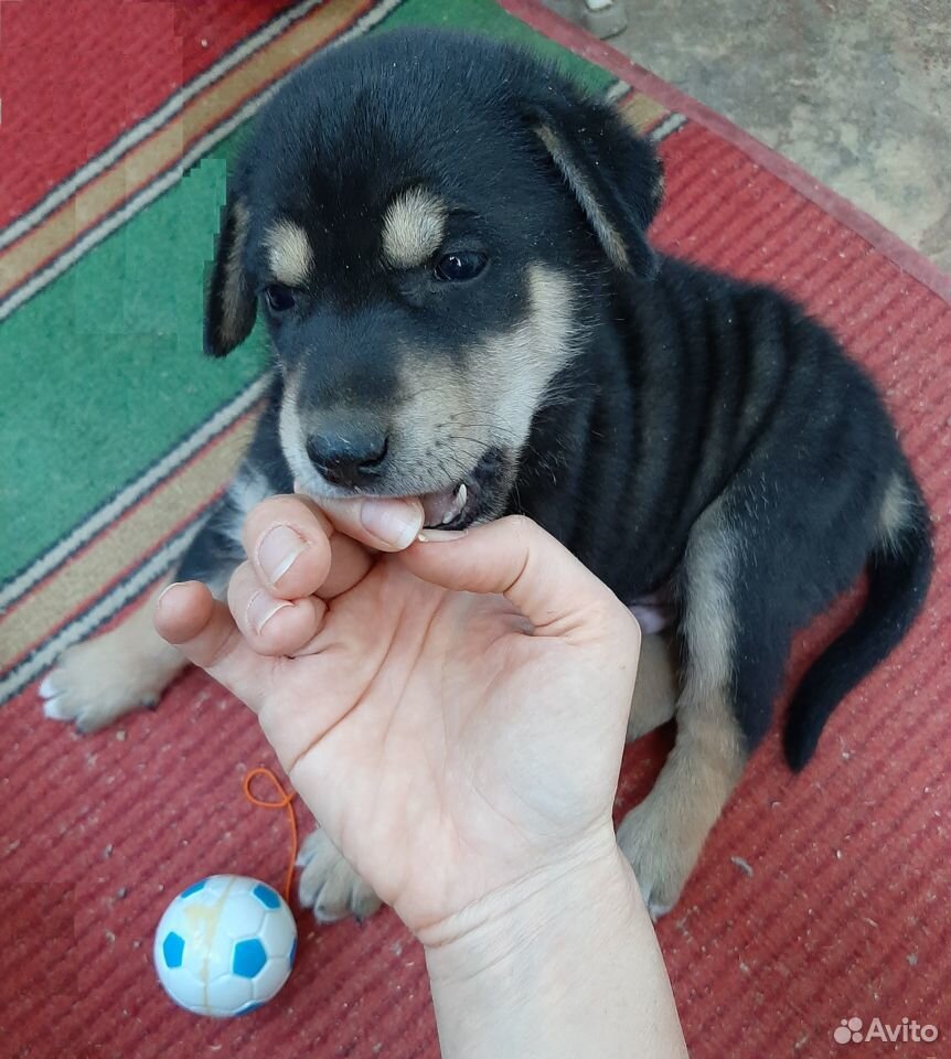 Мальчишки со складками шарпея - в добрые ручки