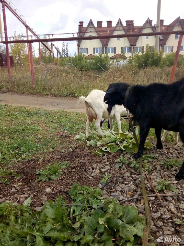 Продам козу и козла
