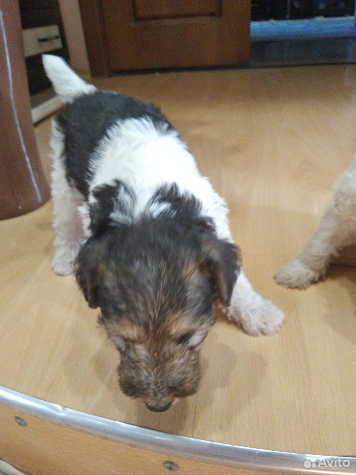 Фокстерьер