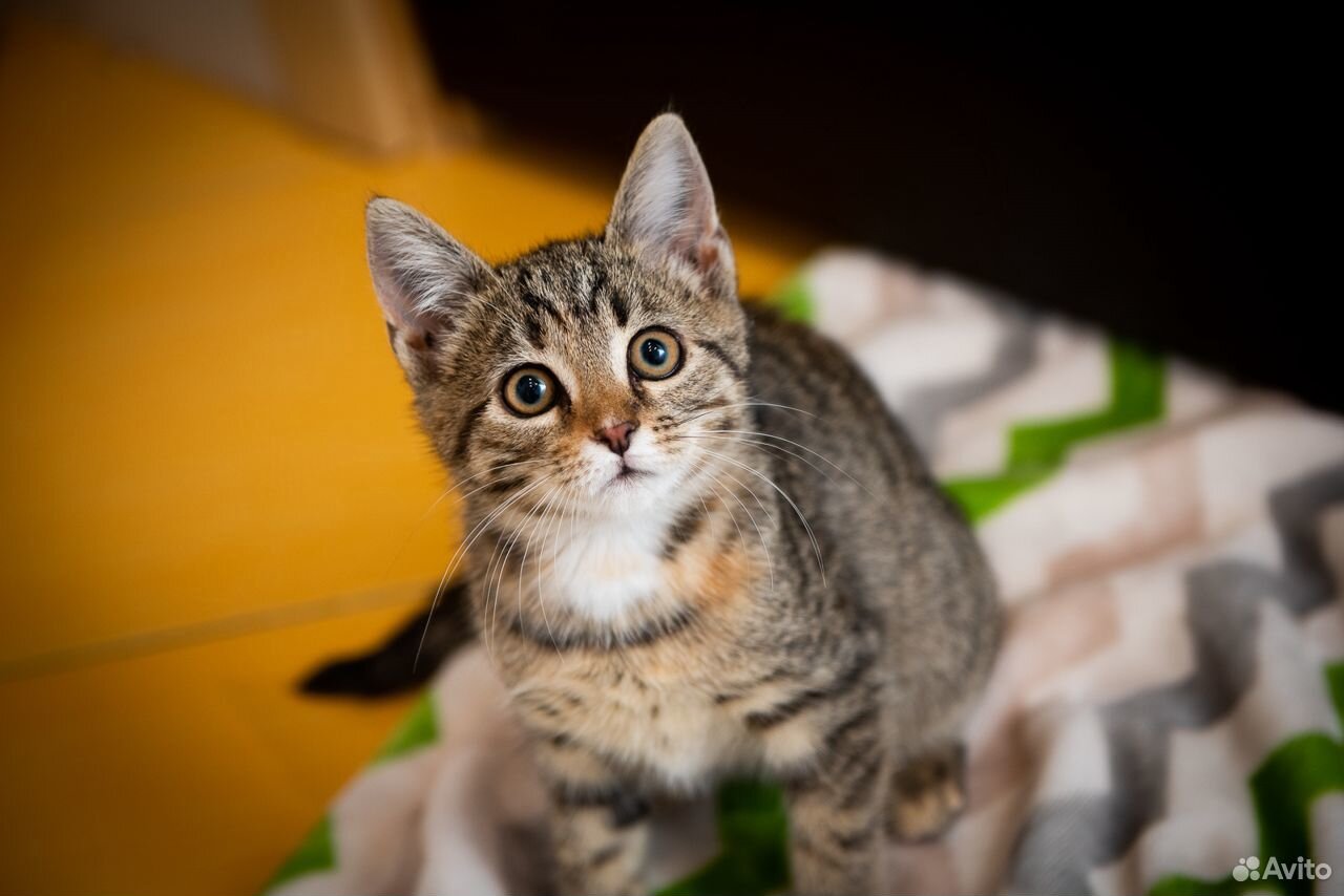 Котенок, девочка 2,5 мес., с идеальным характером
