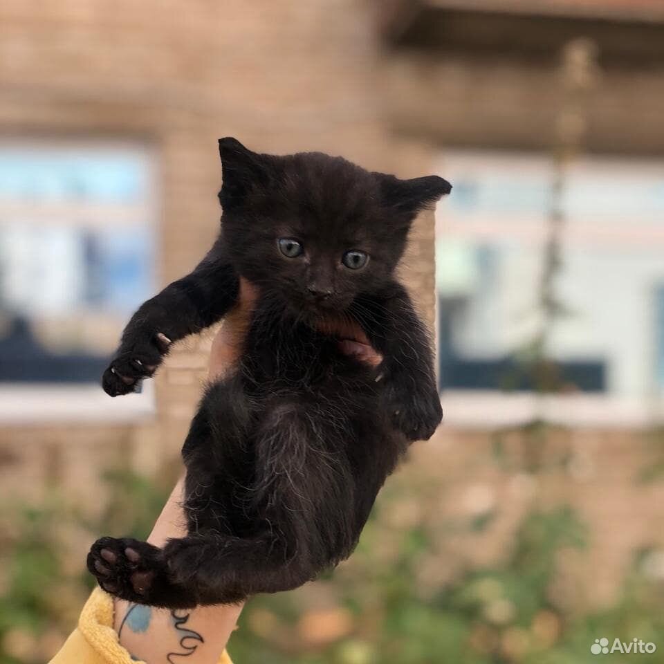 Черный котенок мальчик. котик