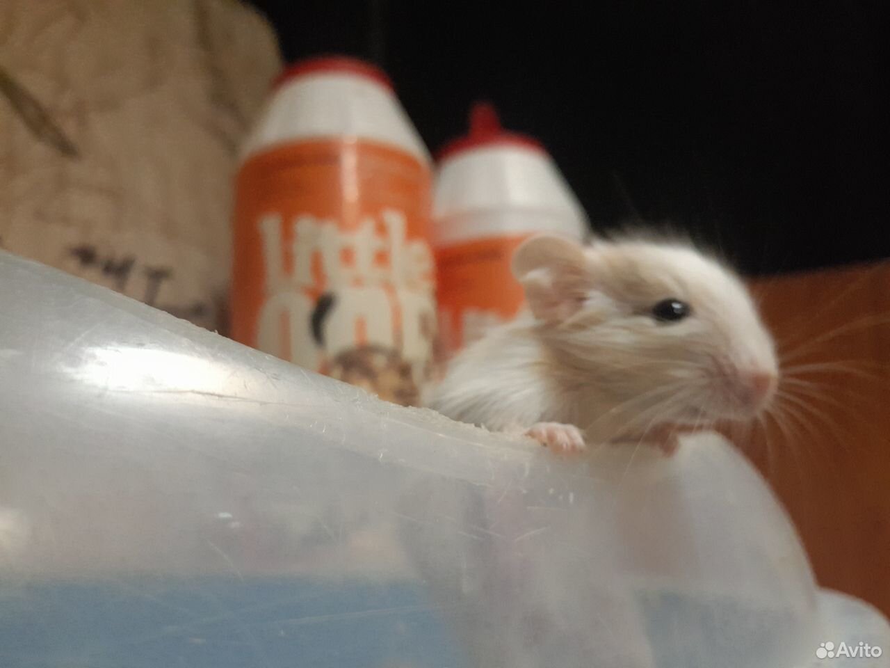 Дегу песок, синий, пятнистый