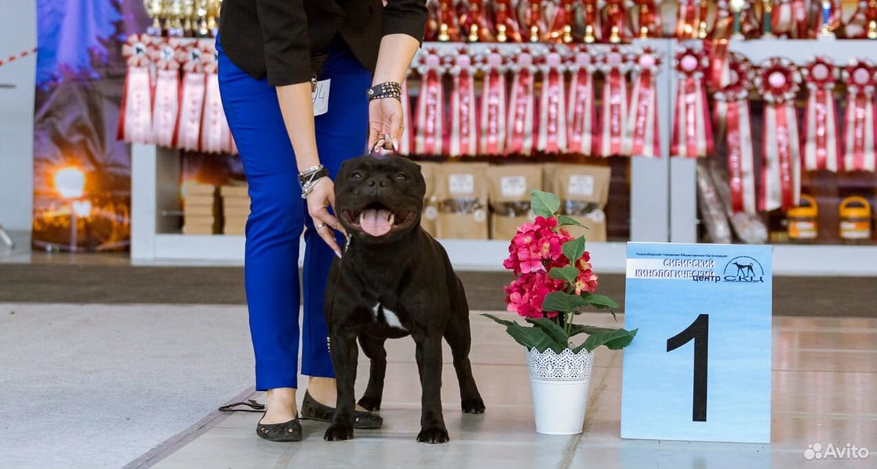 Вязка английский стаффордширский бультерьер