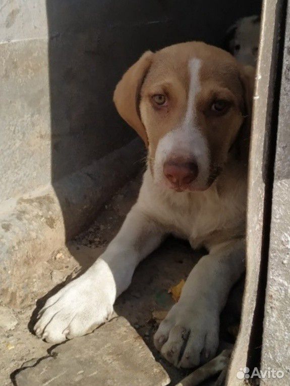 Щенок помесь бигля ищет дом