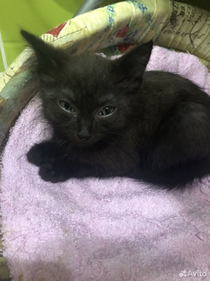 Котёнок шоколадного цвета