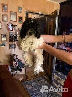 Карликовый пудель арлекин