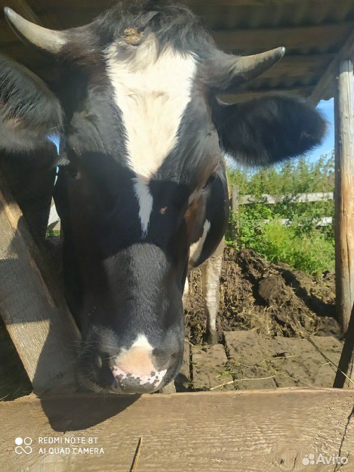 Корова (телка)