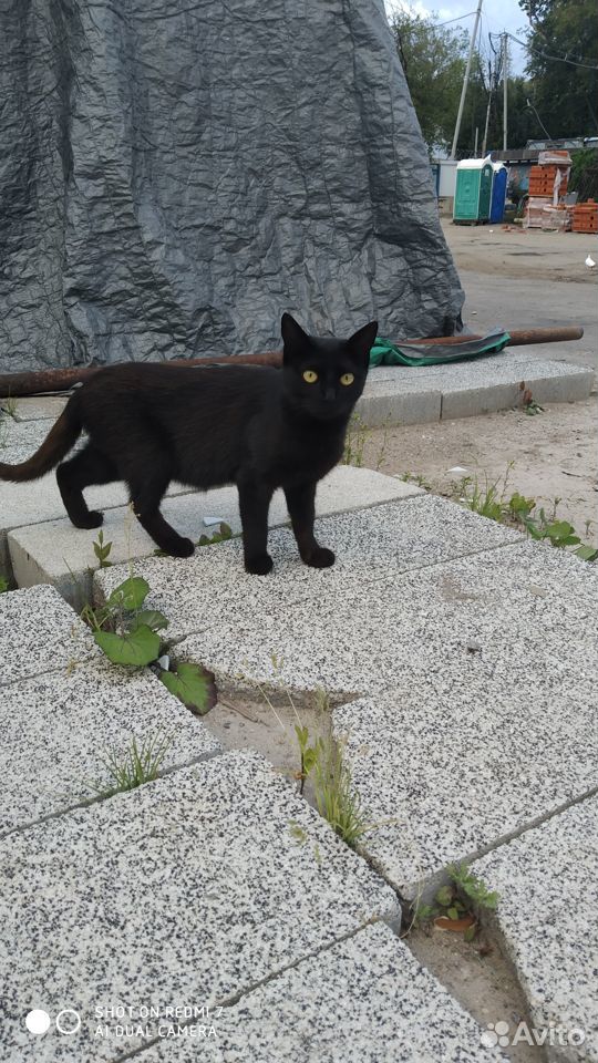 Спасите котят