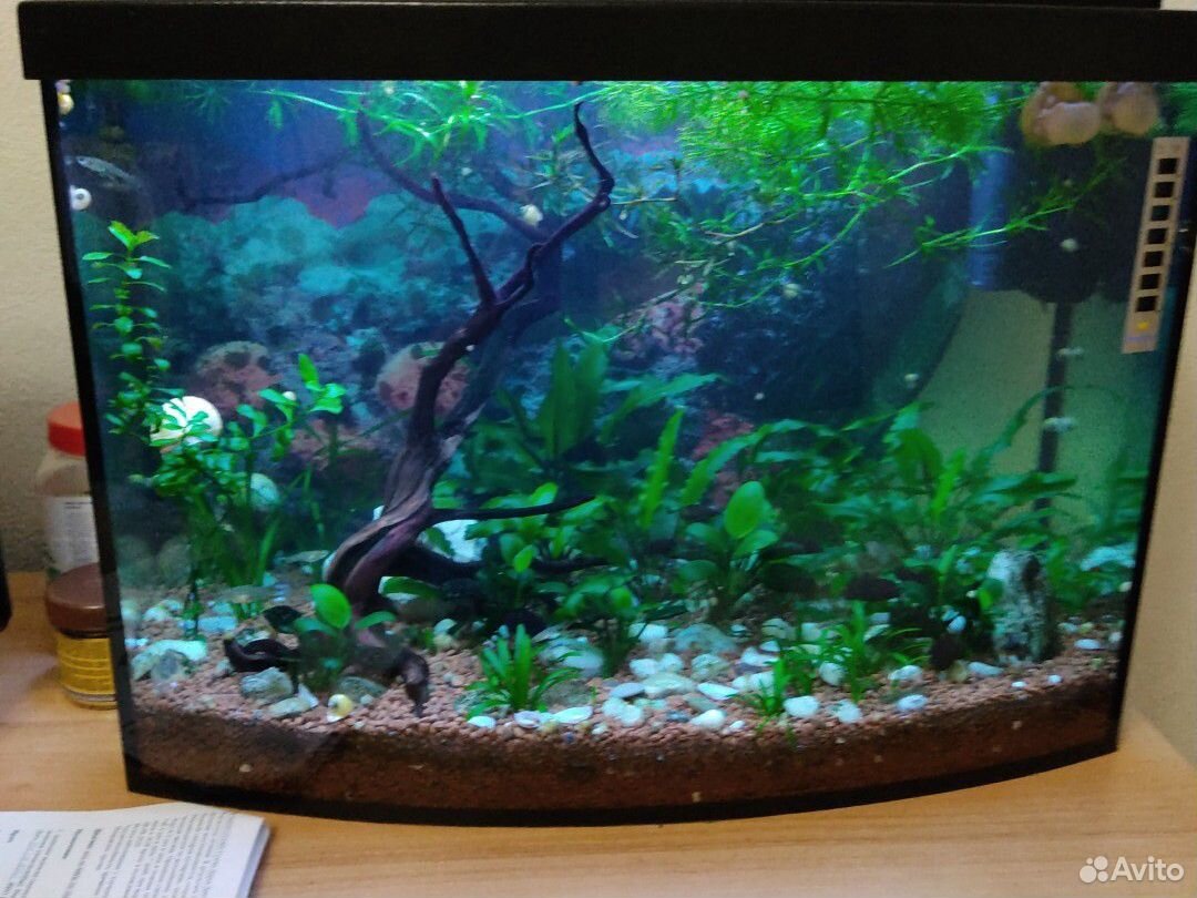 Аквариум