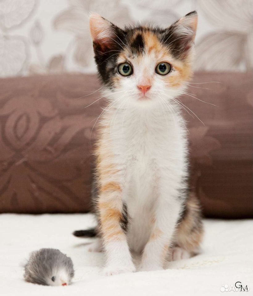 Котенок девочка Клякса ищет дом. 2,5 мес