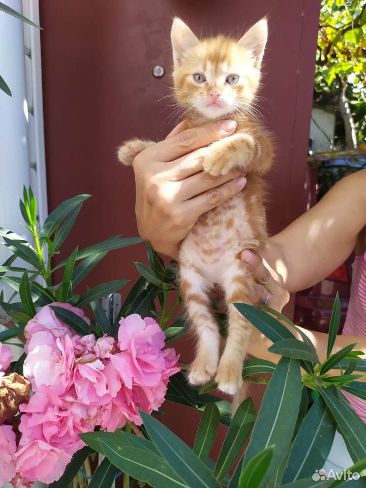Настоящий рыжий котик