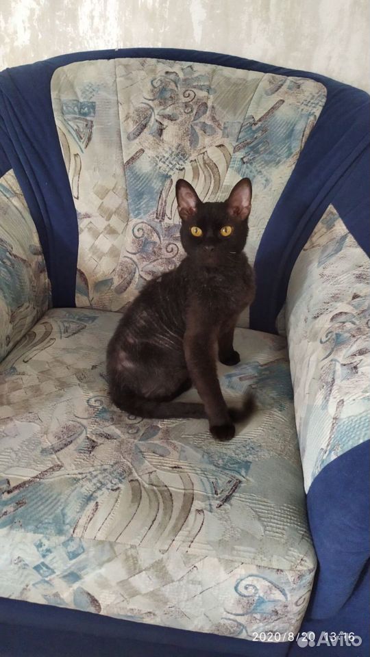 Кошки