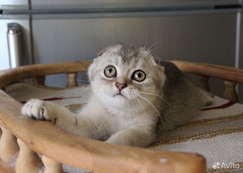 Серебристый тикированный скоттиш-фолд котик