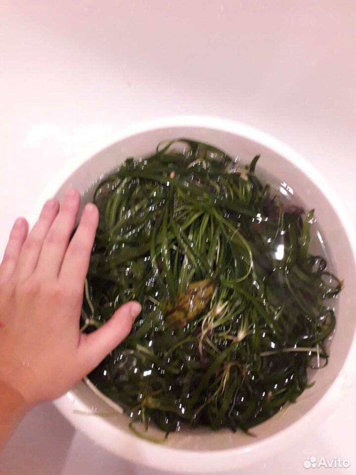 Отдам даром валиснерию