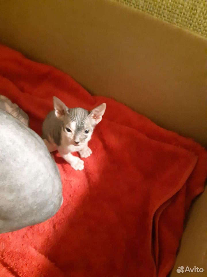 Донской сфинкс