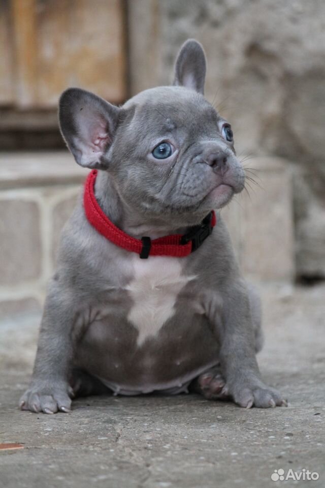 Француженка - диво - дивное