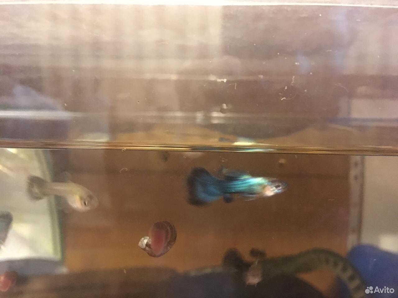 Рыбки гуппи малахит