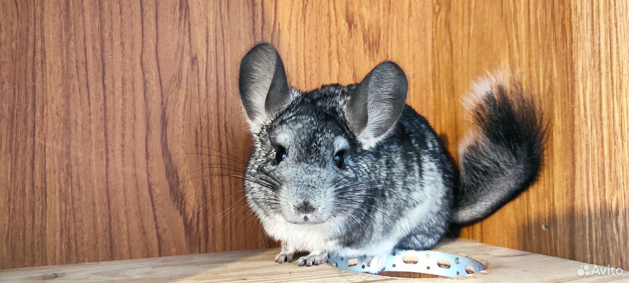 Шиншиллы 2 или 4 шт. с витриной, клеткой