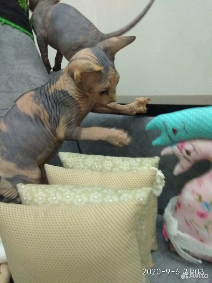 Канадский сфинкс,девочки